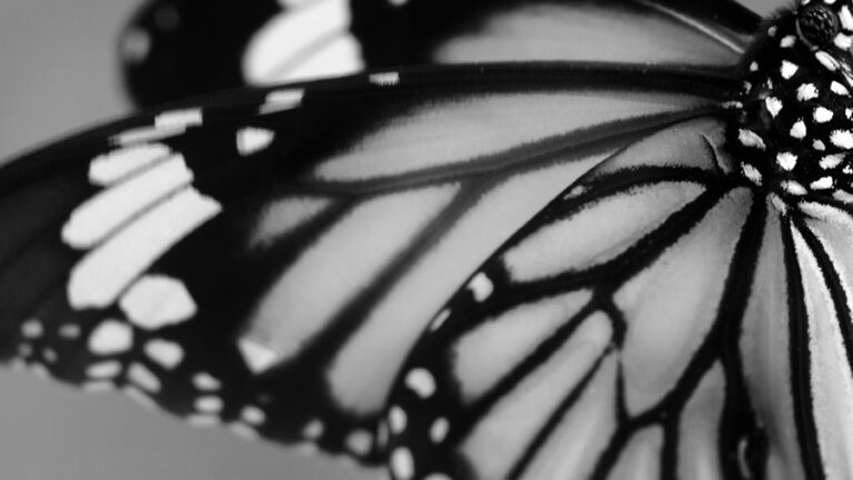 Consulting - Nebty Consulting